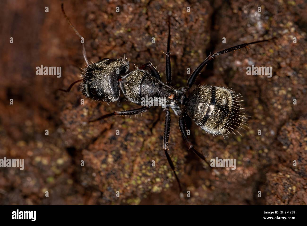 Adult Female Carpenter Ant of the genus Camponotus Stock Photo - Alamy
