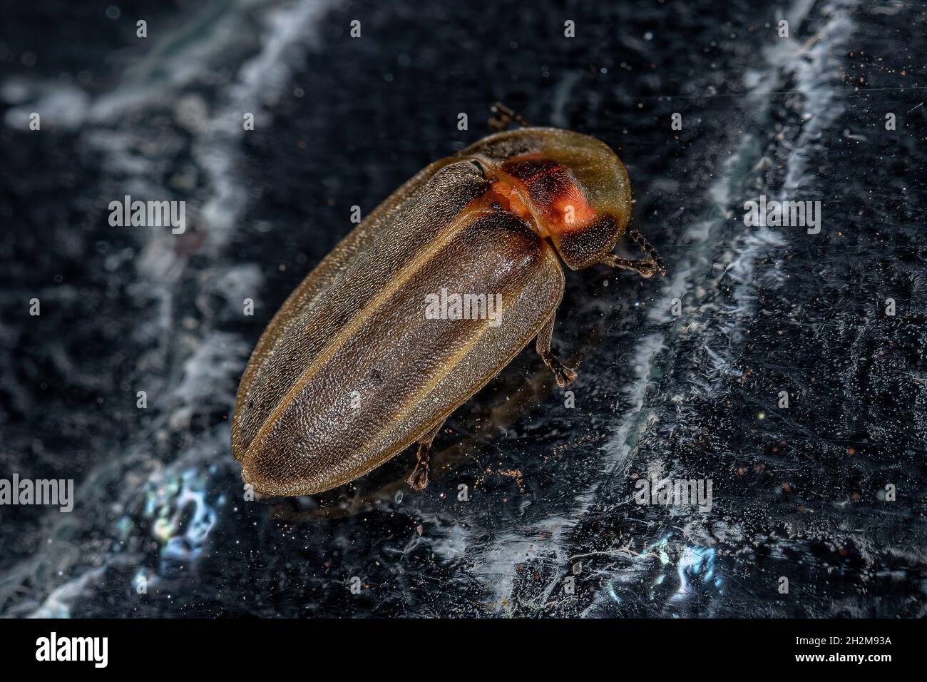 Adult Firefly Beetle of the Family Lampyridae Stock Photo - Alamy
