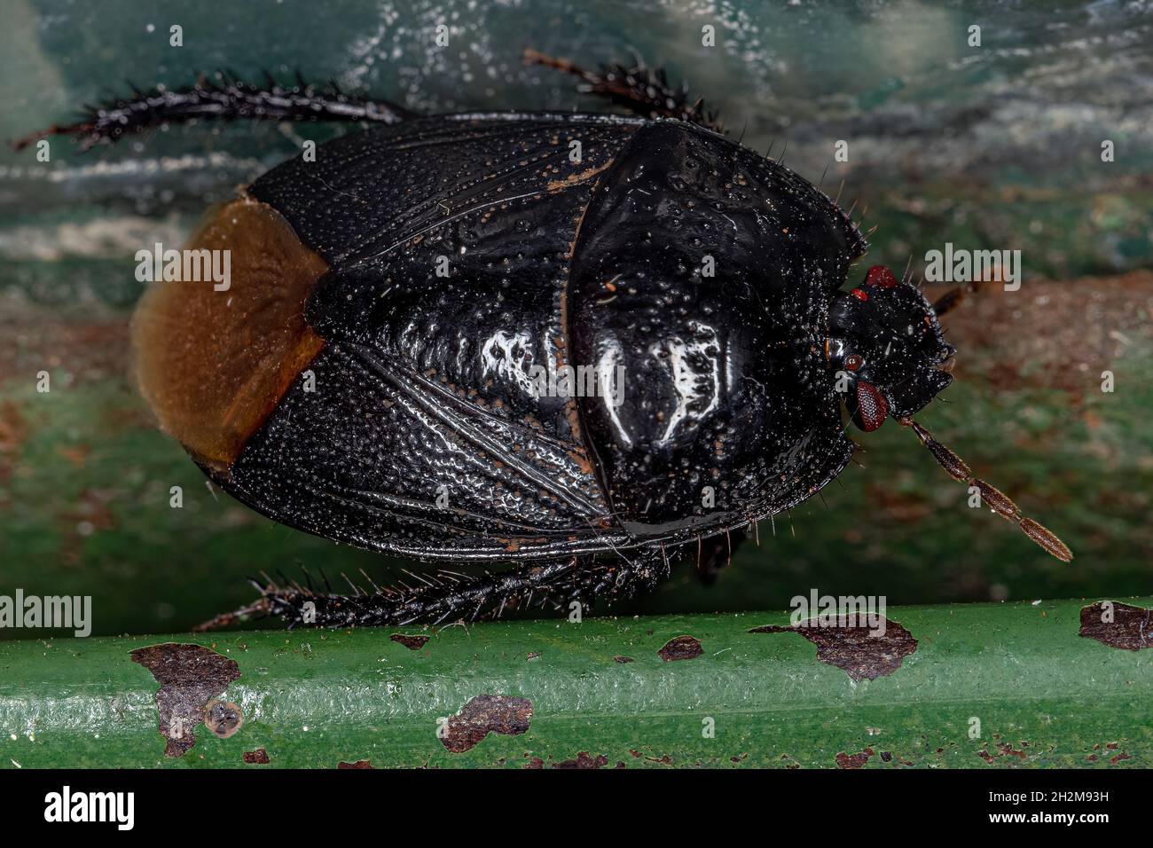 Adult Burrowing Bug of the Family Cydnidae Stock Photo - Alamy