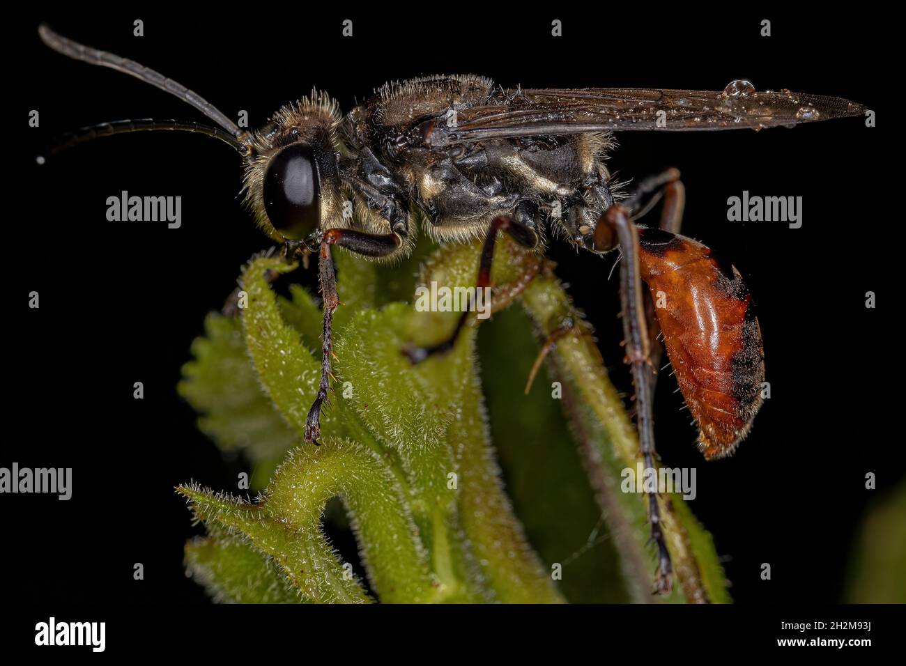 Black thread waisted wasps hi-res stock photography and images - Alamy