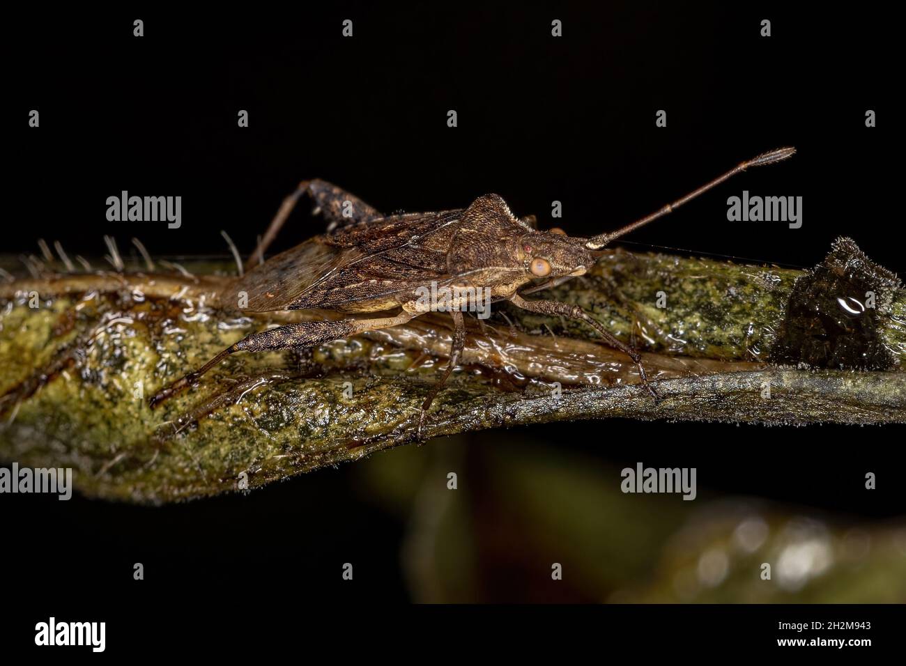 Adult Scentless Plant Bug of the Genus Harmostes Stock Photo - Alamy