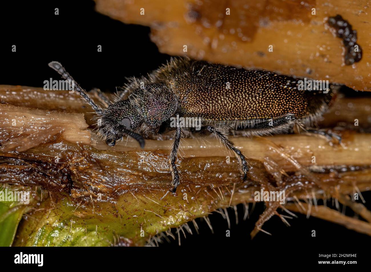 Adult Long-jointed Beetle of the species Lagria villosa Stock Photo - Alamy