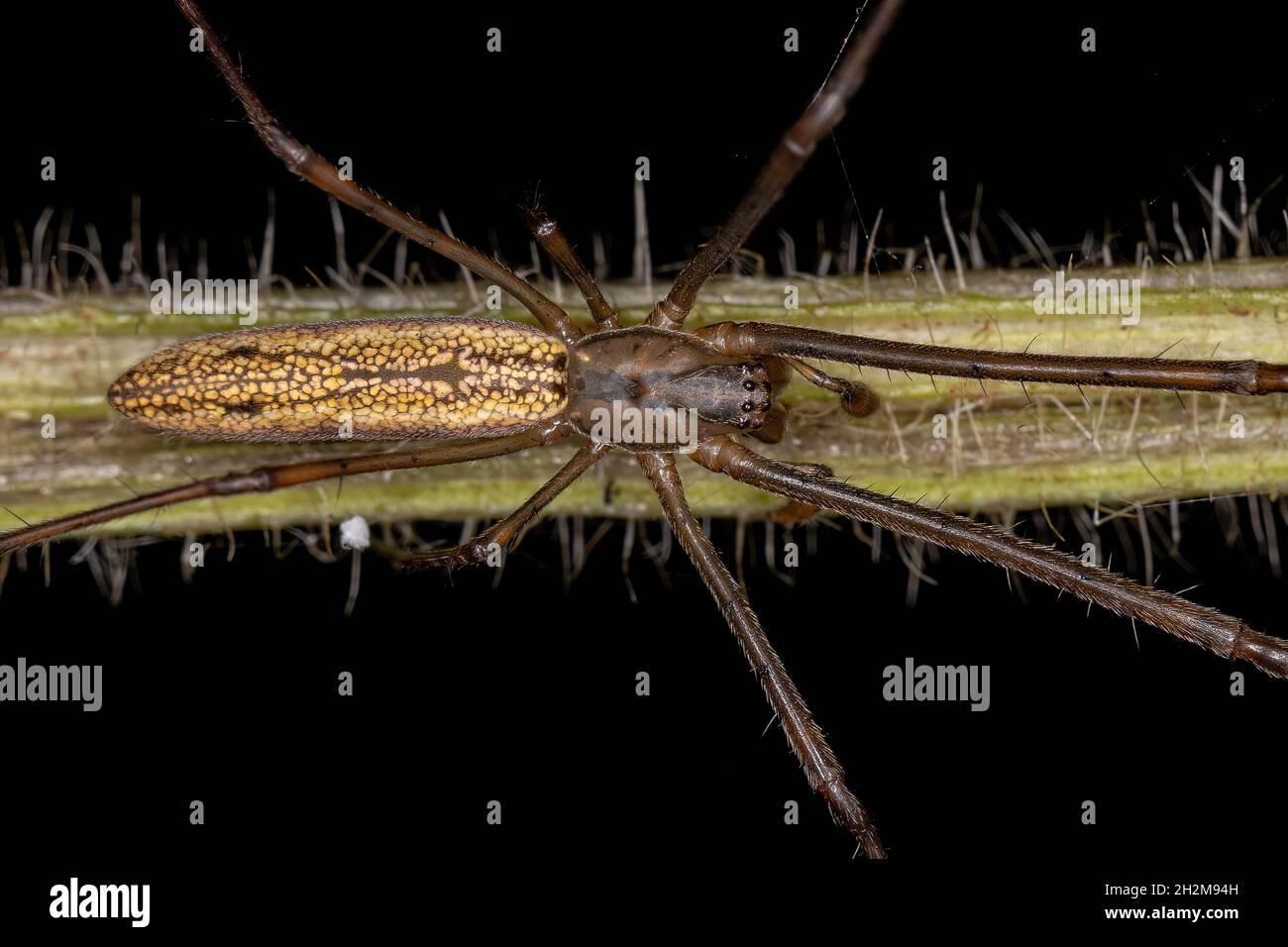 Adult Long-jawed Orbweaver Spider of the Genus Tetragnatha Stock Photo ...