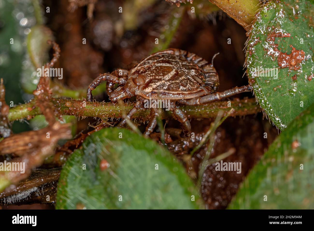 Male Adult Cayenne Tick of the genus Amblyomma Stock Photo - Alamy