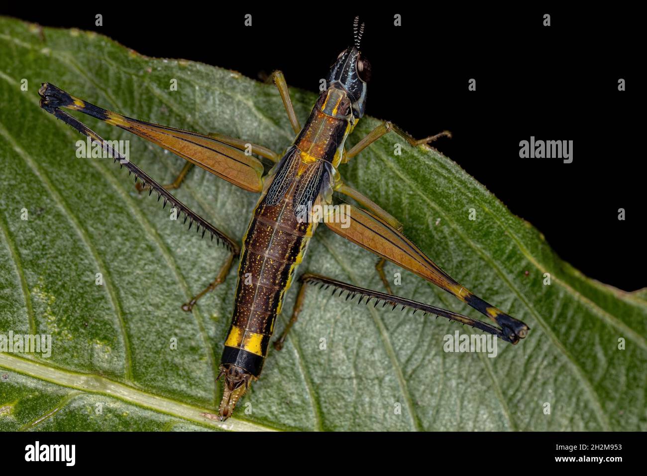 Female Monkey Grasshopper Nymph of the species Temnomastax hamus Stock ...