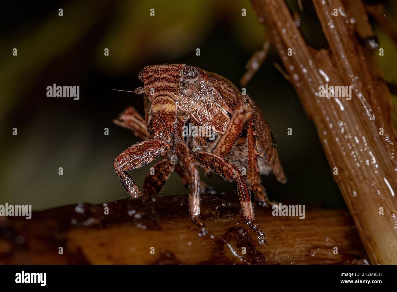 Planthopper fulgoroidea hi-res stock photography and images - Alamy