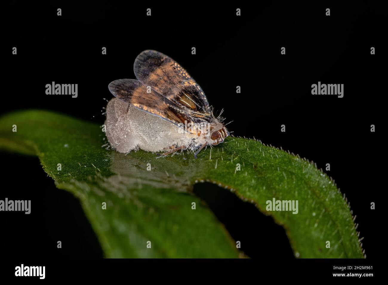 Adult Small Planthopper of the Family Cixiidae Stock Photo - Alamy