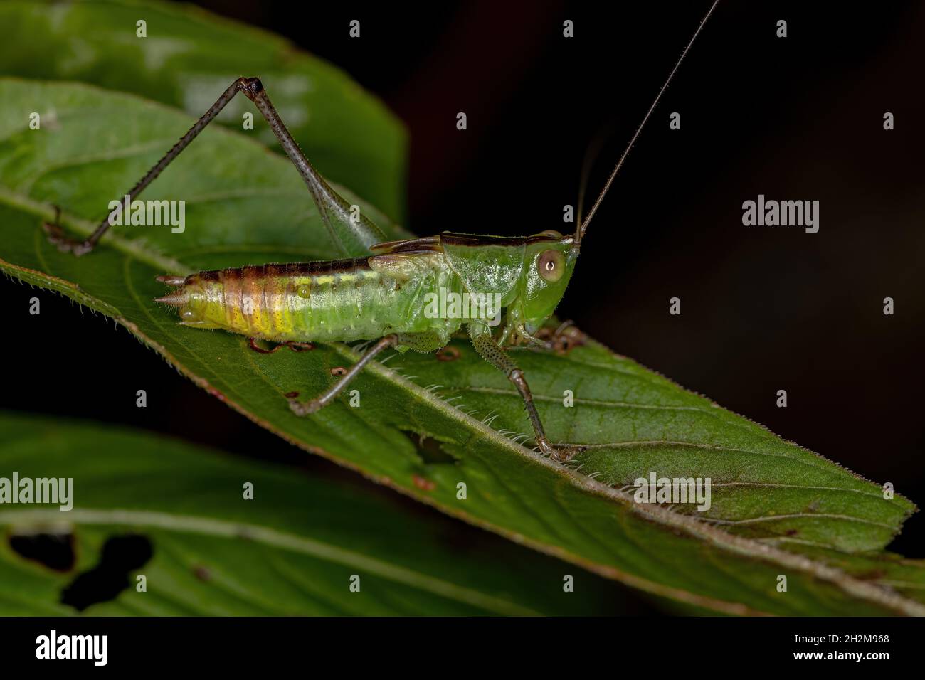 Lesser Meadow Katydid Nymph of the Genus Conocephalus Stock Photo - Alamy