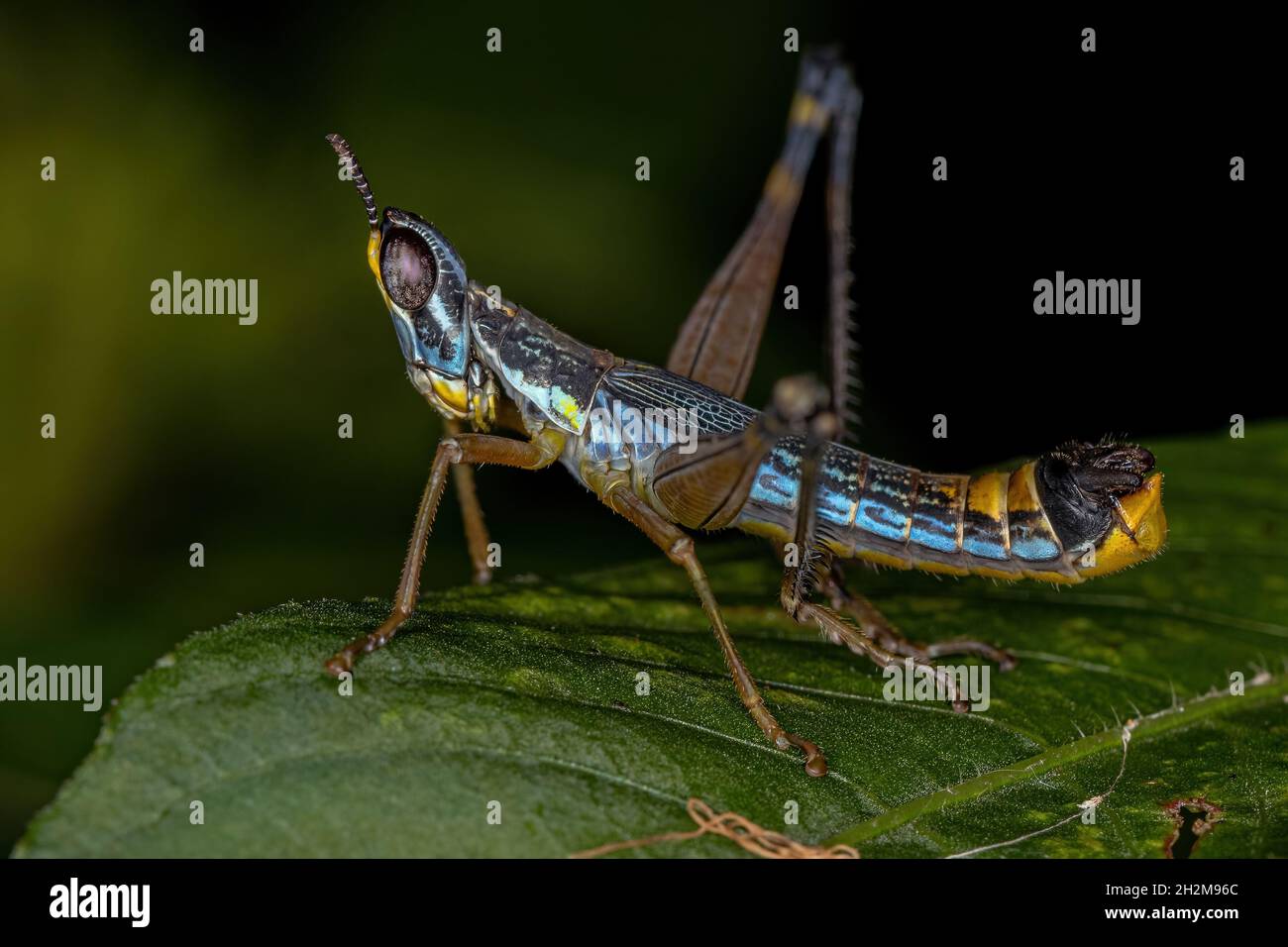 Male Monkey Grasshopper Nymph of the species Temnomastax hamus Stock ...