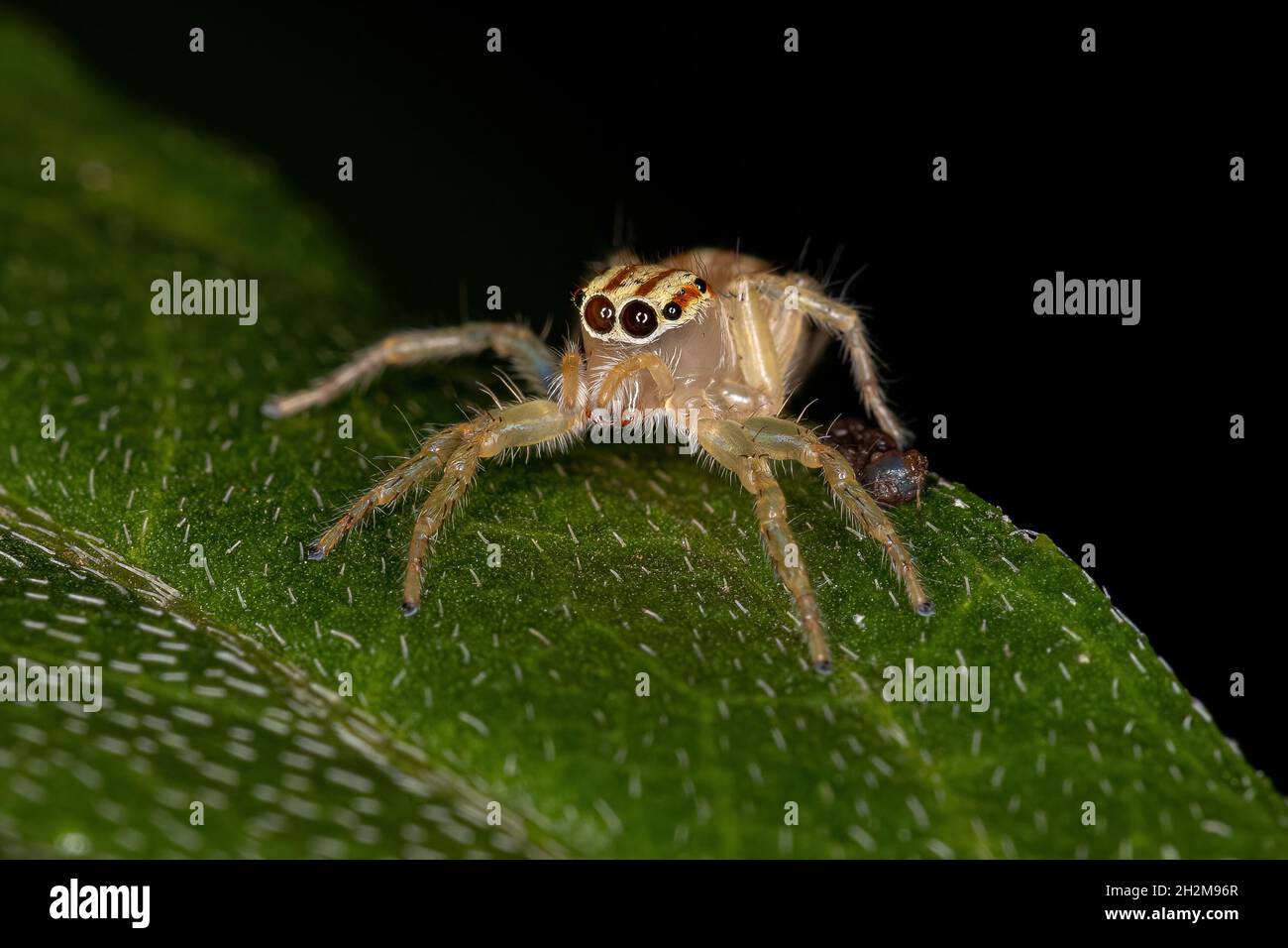 Small Jumping Spider of the Genus Chira Stock Photo - Alamy