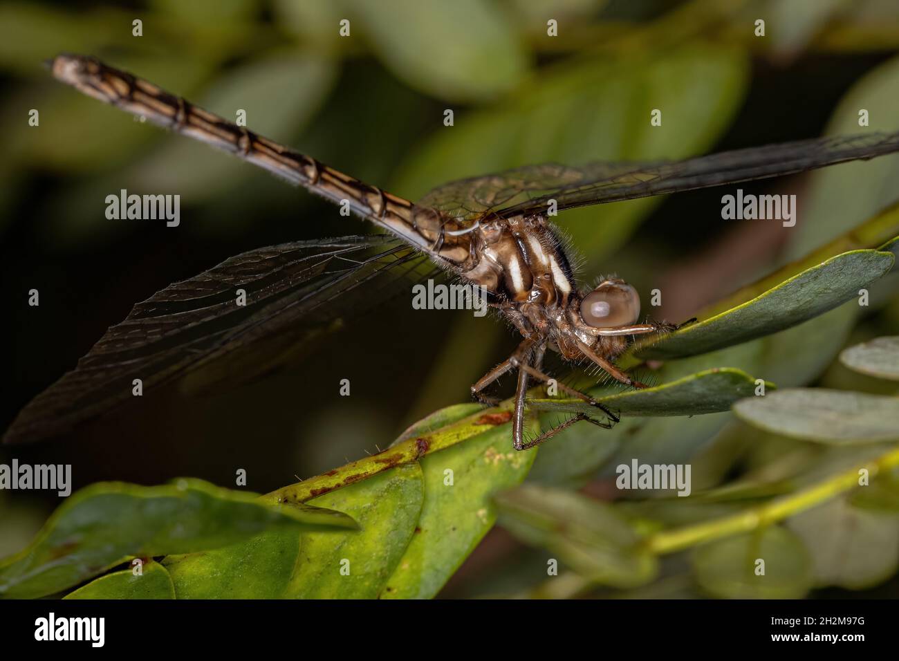 Female Adult Dragonfly Insect of the Genus Macrothemis Stock Photo - Alamy