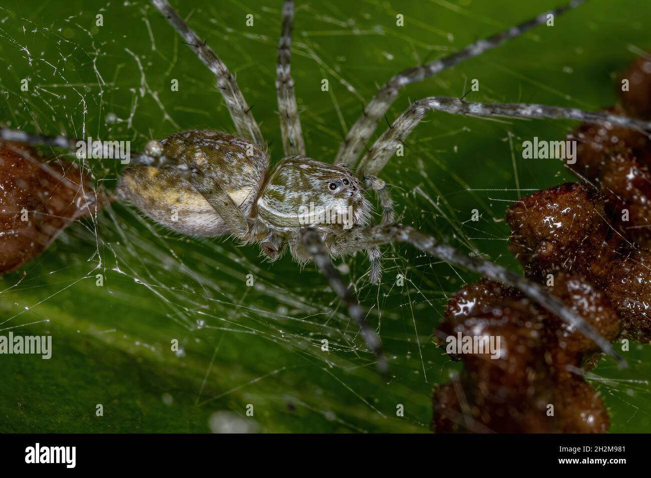 Adult Female Nursery Web Spider of the Genus Thaumasia Stock Photo - Alamy