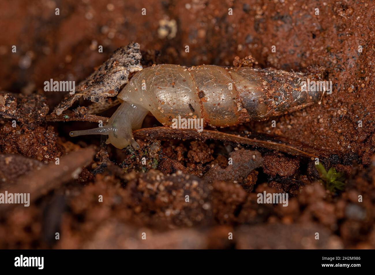 Common Land Snail of the Order Stylommatophora Stock Photo - Alamy