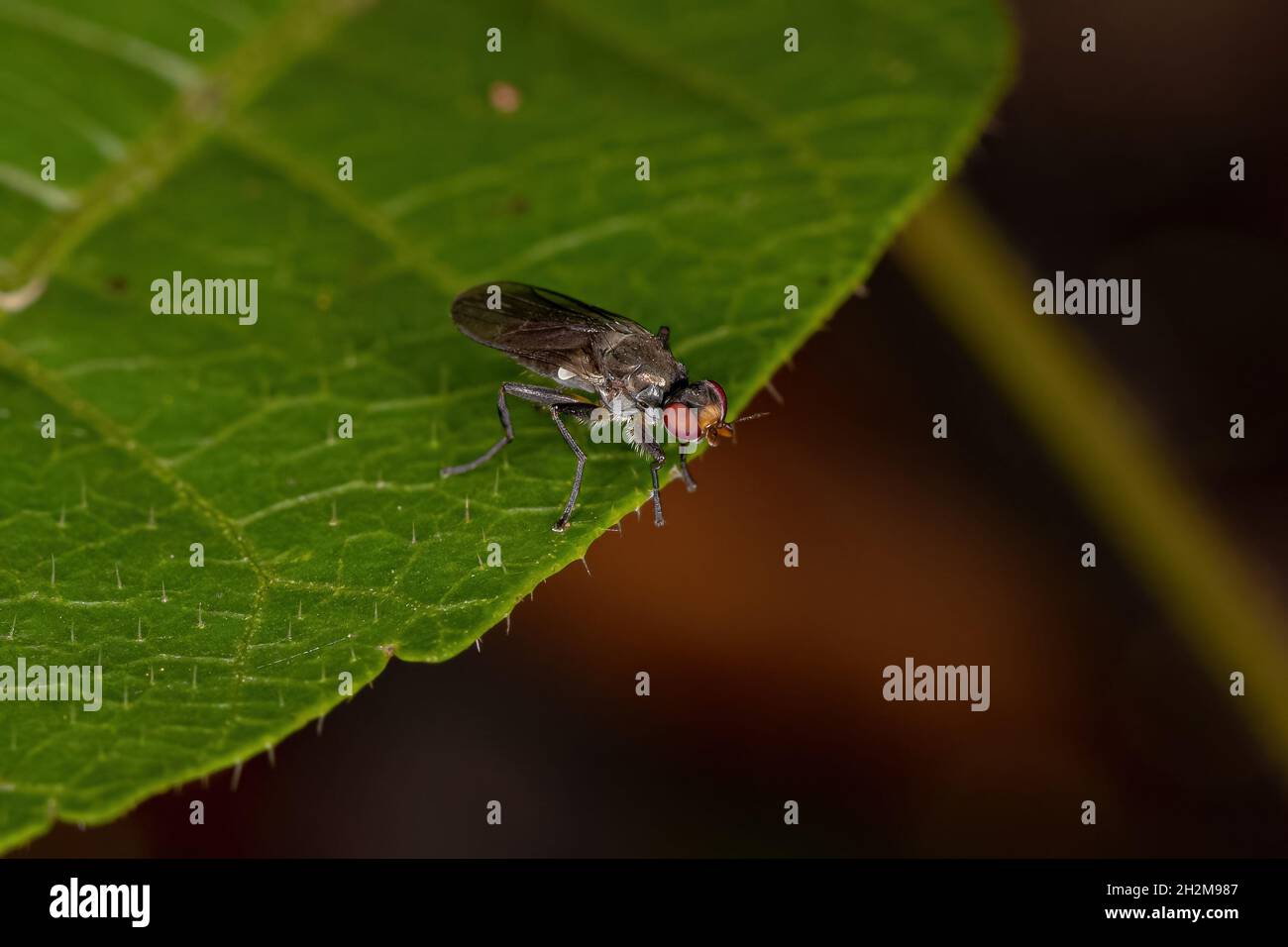 Adult Acalyptrate Fly of the Zoosubsection Acalyptratae Stock Photo - Alamy