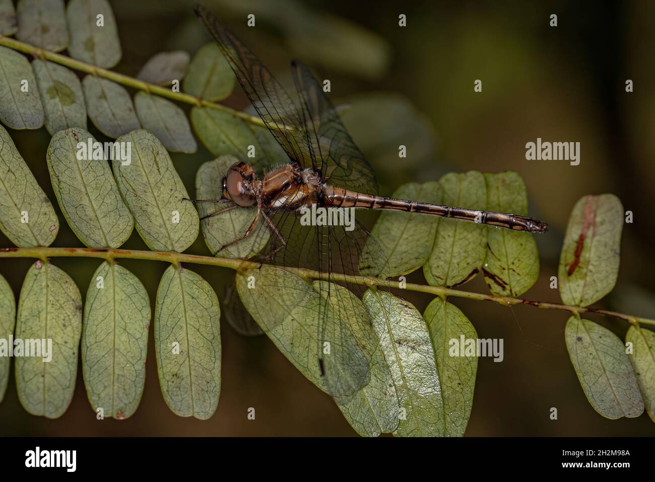 Female Adult Dragonfly Insect of the Genus Macrothemis Stock Photo - Alamy