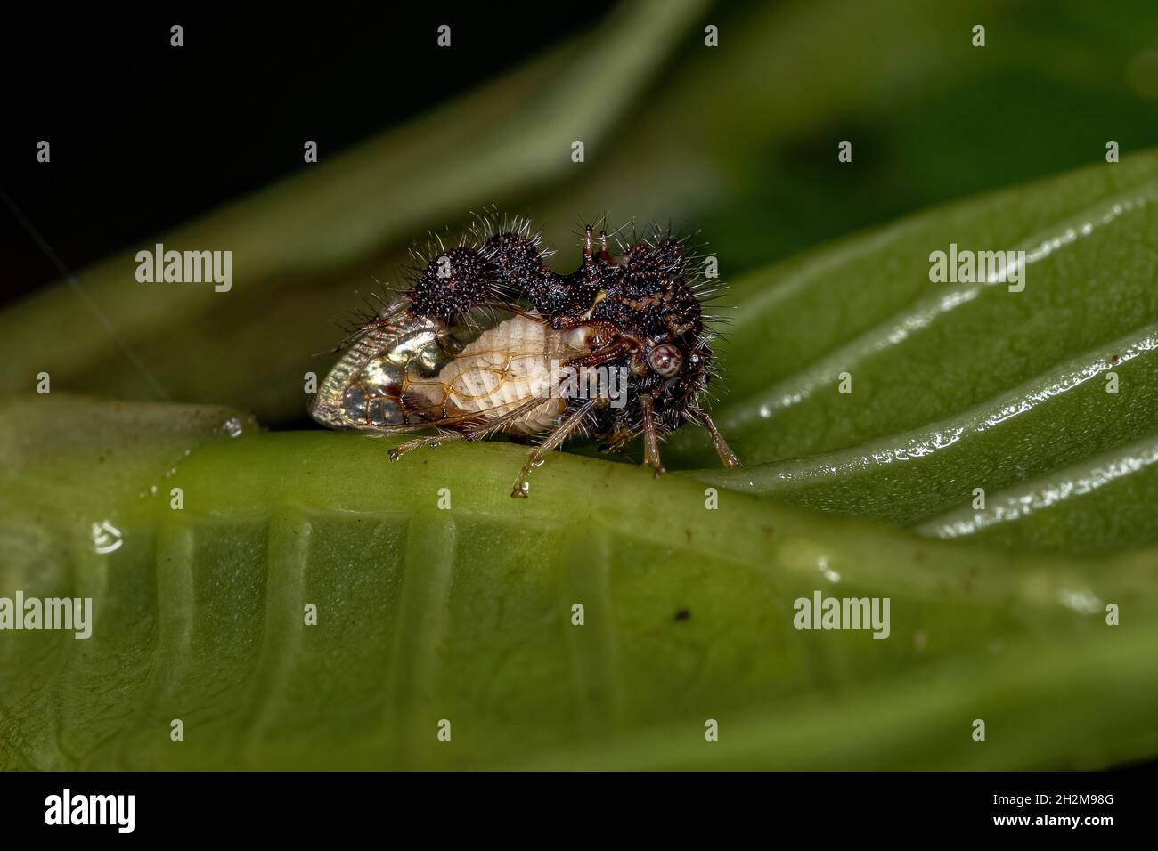 Adult Ant-mimicking Treehopper of the species Cyphonia clavigera Stock ...