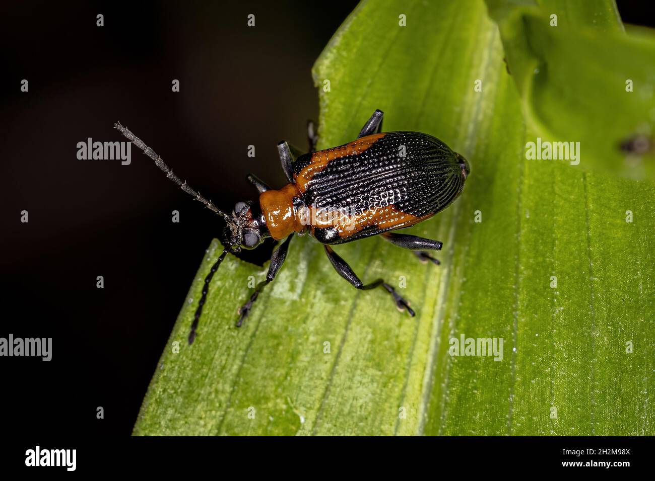 Cucujiform beetle hi-res stock photography and images - Alamy