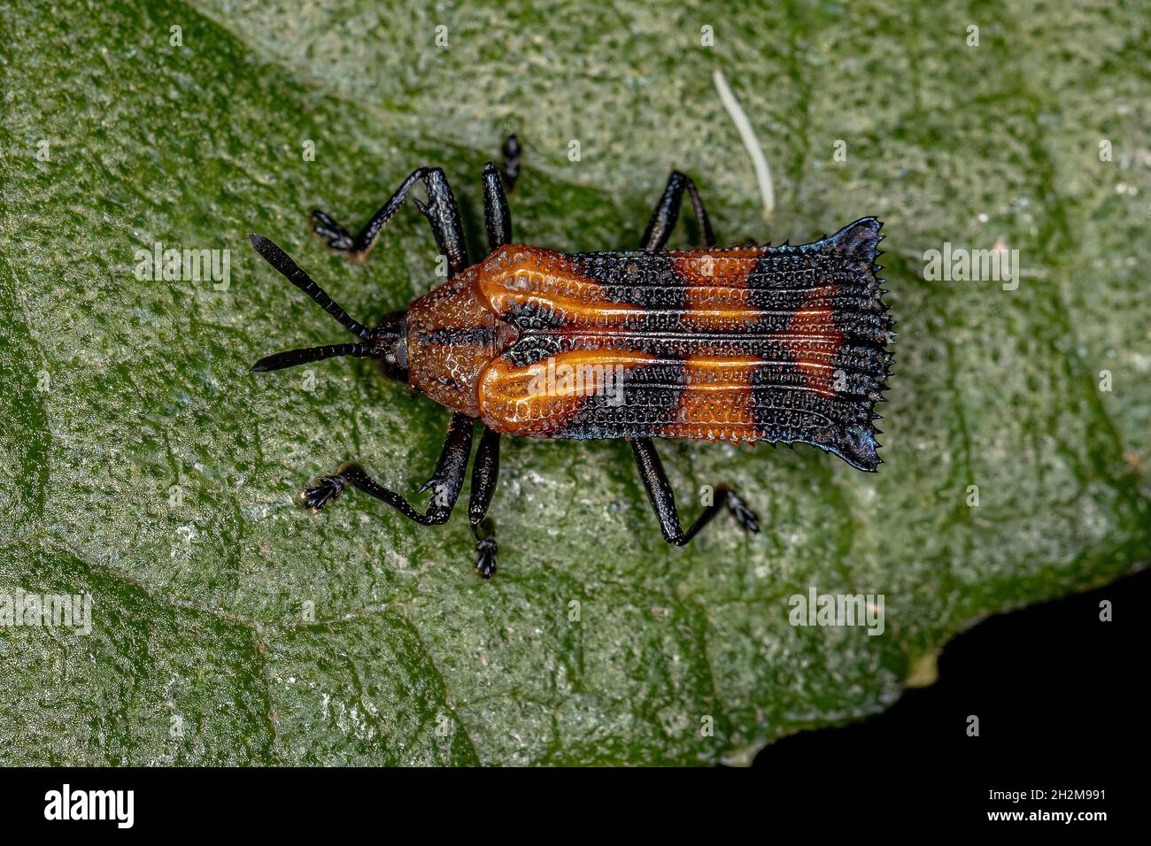 Cucujiform beetle hi-res stock photography and images - Alamy