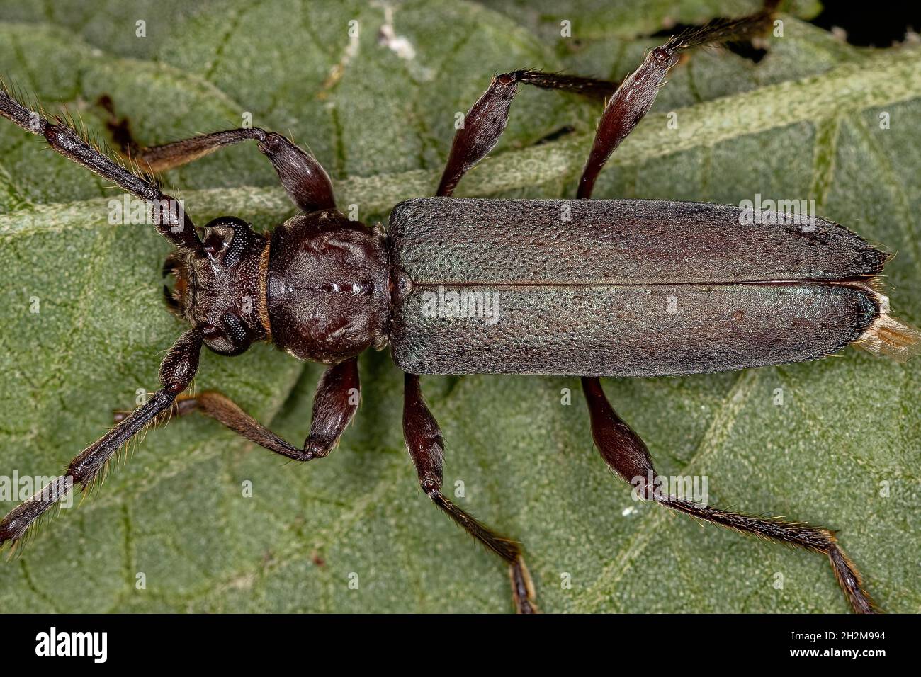 Typical longhorn beetles hi-res stock photography and images - Alamy