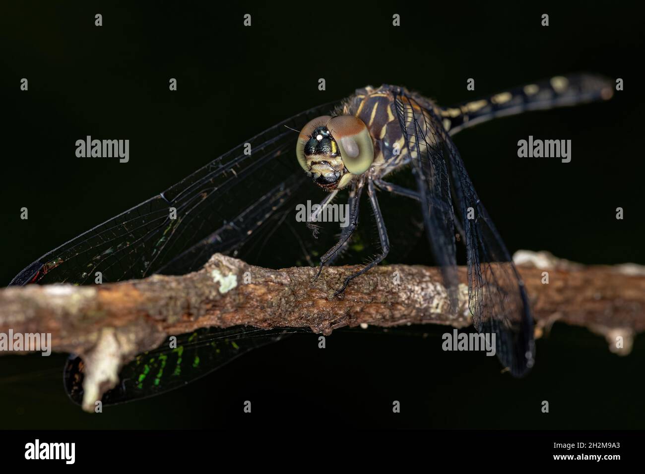 Adult Dragonfly Insect of the Genus Dythemis Stock Photo - Alamy