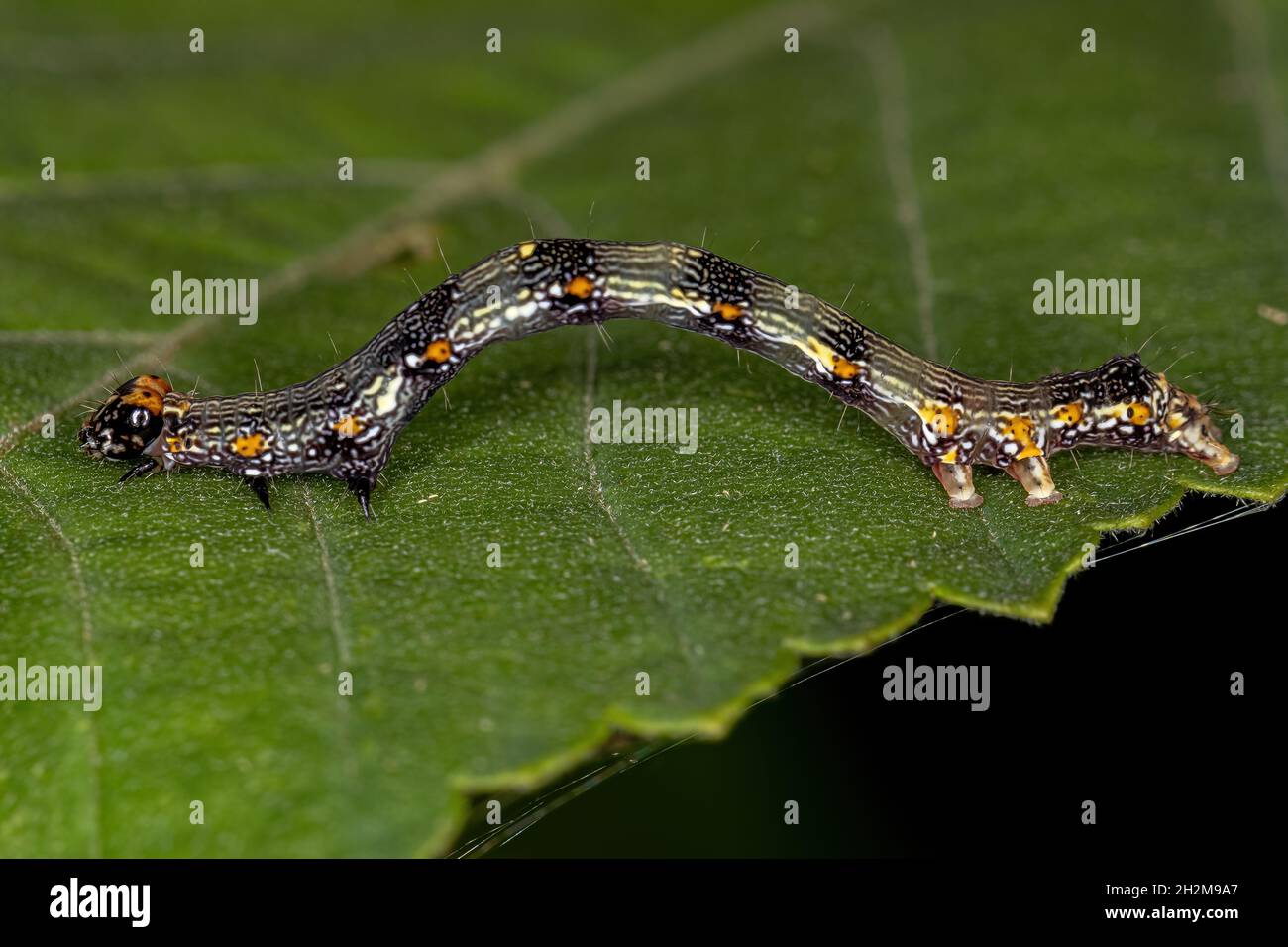 small Butterfly larva of the Order Lepidoptera Stock Photo - Alamy