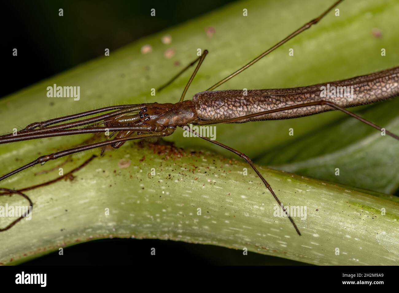 Adult Long-jawed Orbweaver Spider of the Genus Tetragnatha Stock Photo ...