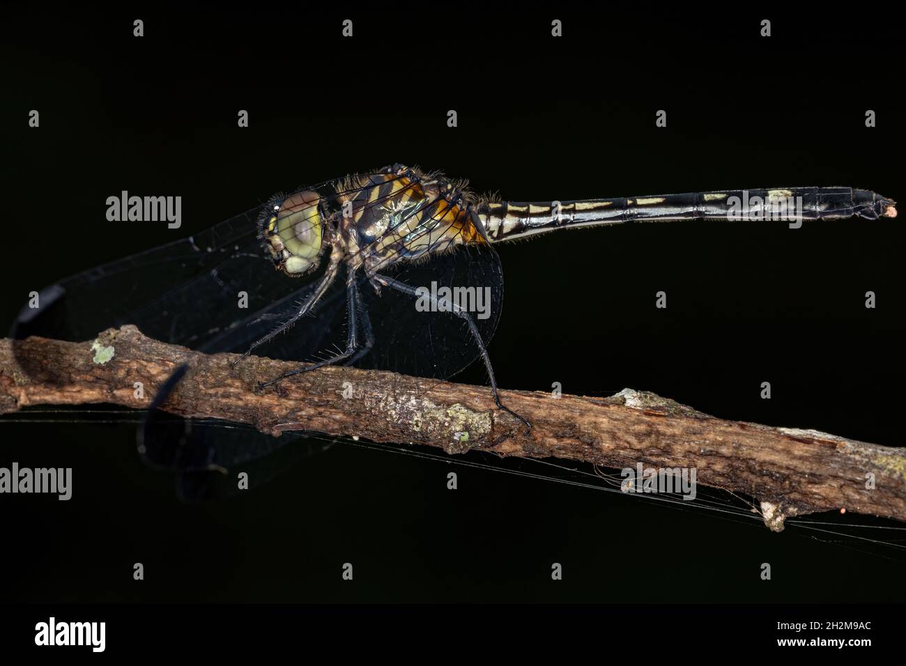 Adult Dragonfly Insect of the Genus Dythemis Stock Photo - Alamy