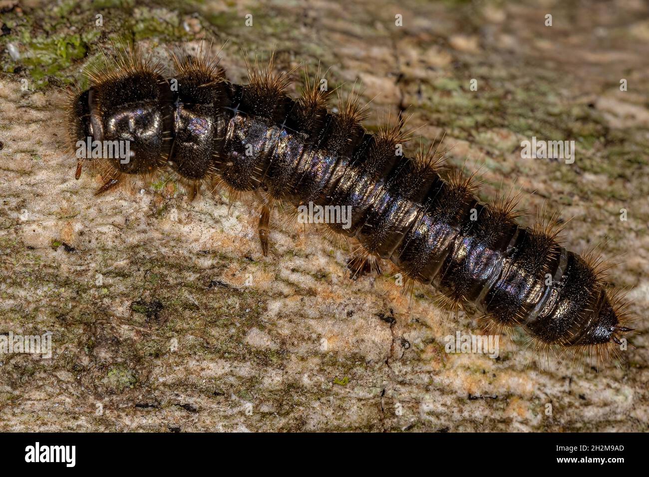 Long-jointed Beetle Larva of the species Lagria villosa Stock Photo - Alamy
