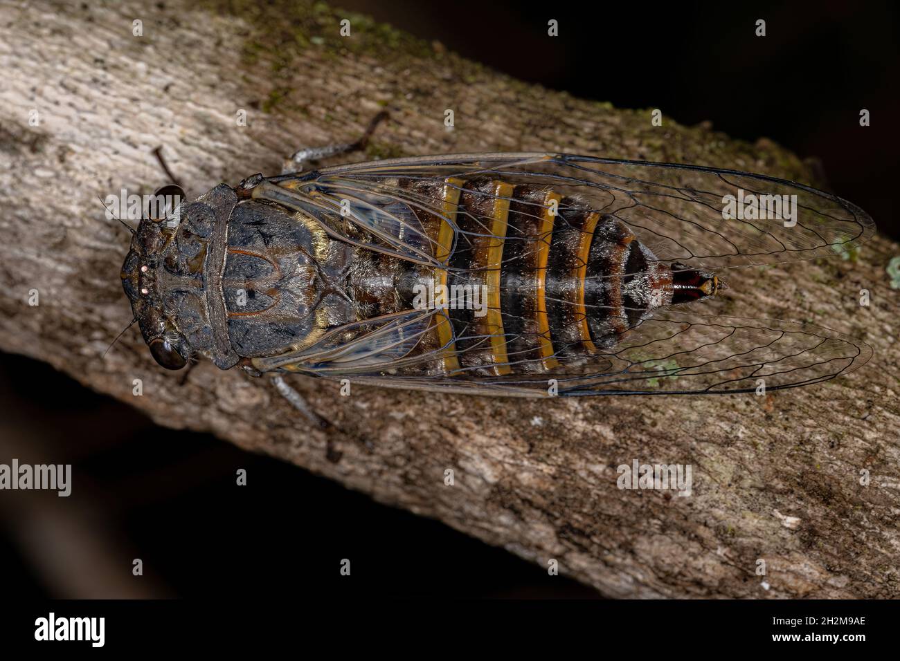 Typical cicada hi-res stock photography and images - Alamy