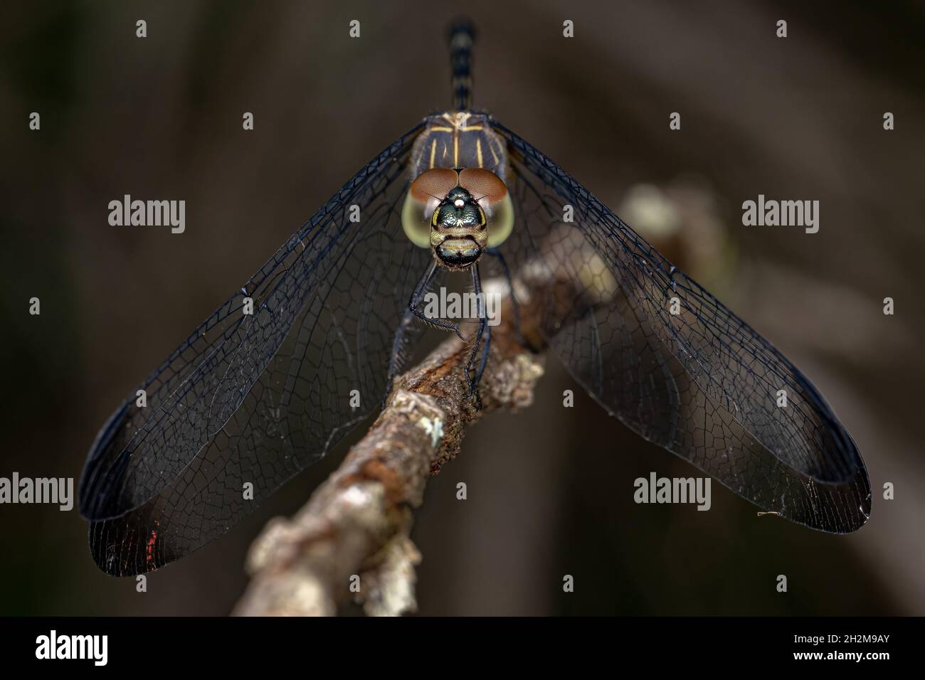 Adult Dragonfly Insect of the Genus Dythemis Stock Photo - Alamy