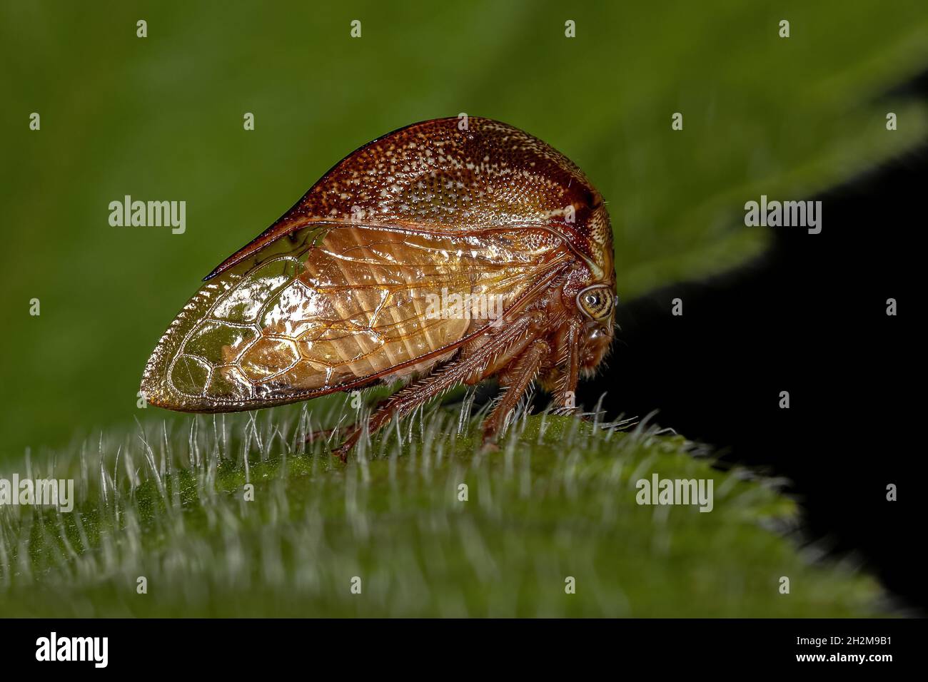 Adult Buffalo Treehopper of the Tribe Ceresini Stock Photo - Alamy