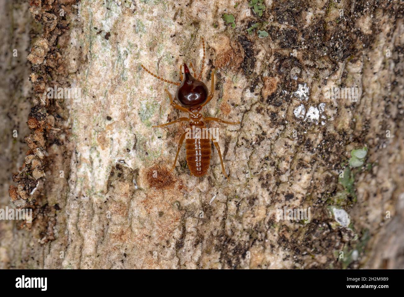 Termite nasutitermes nest hi-res stock photography and images - Alamy
