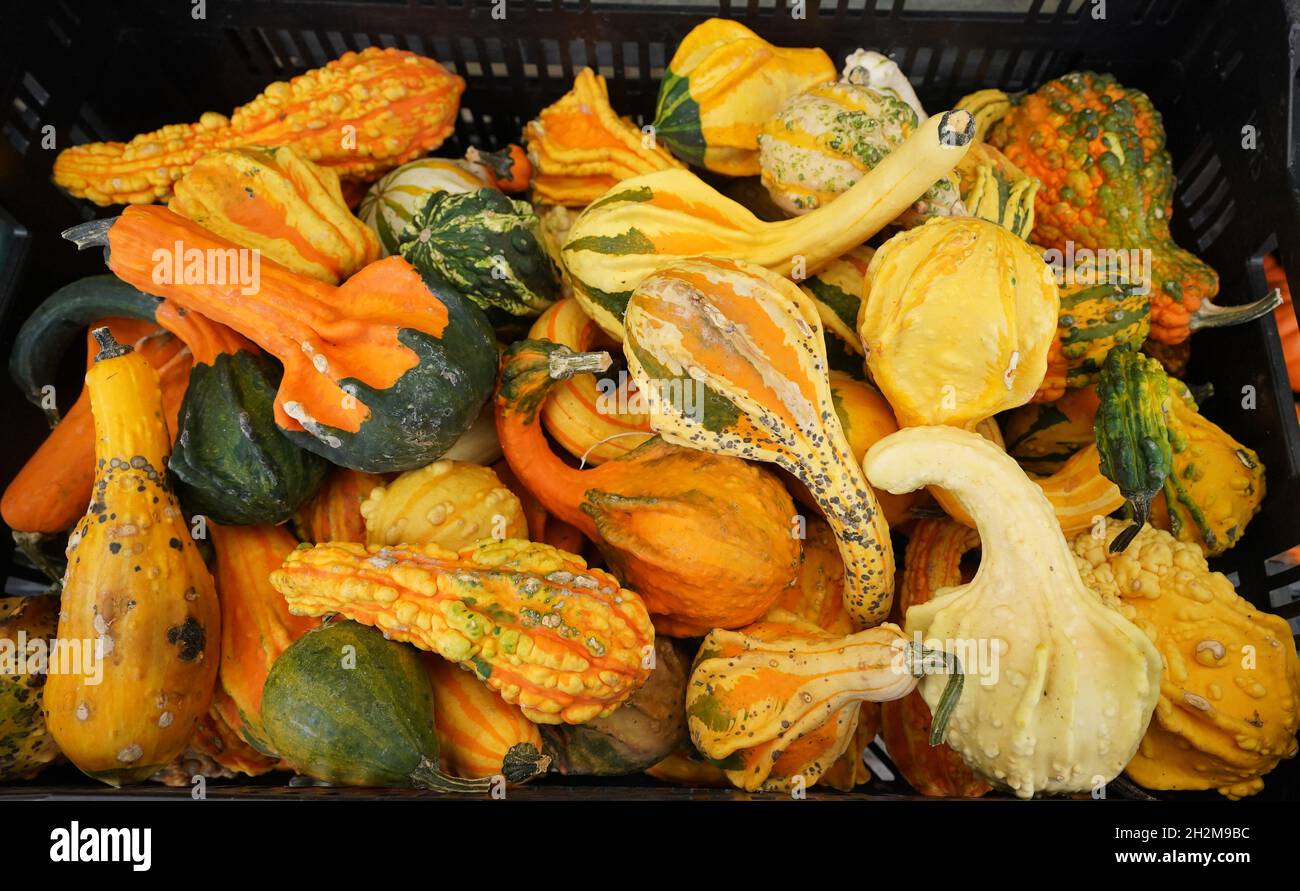 St. Louis, USA. 22nd Oct, 2021. Gourds of every size and color wait to ...