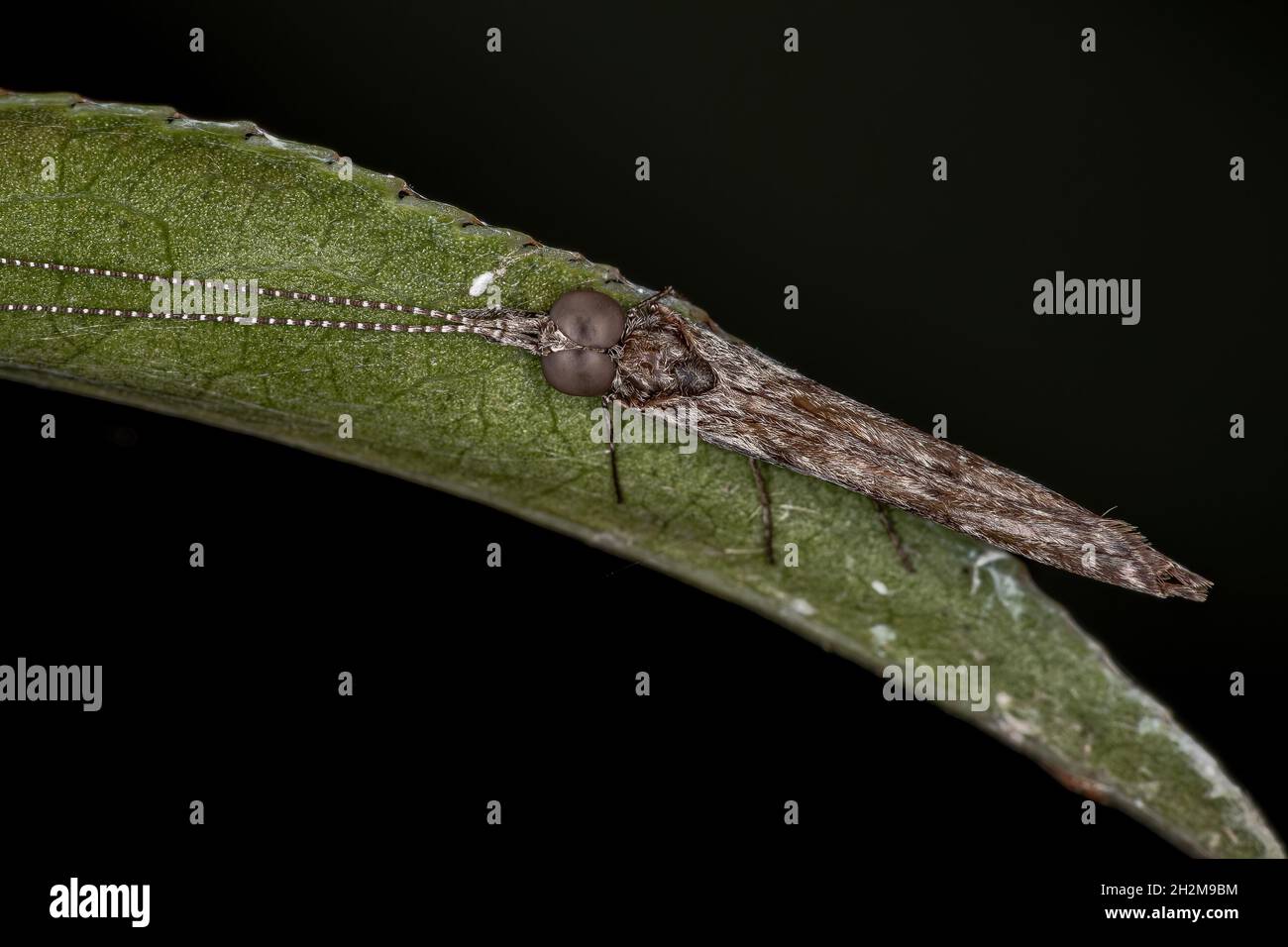 Adult Caddisfly Insect of the Order Trichoptera Stock Photo - Alamy