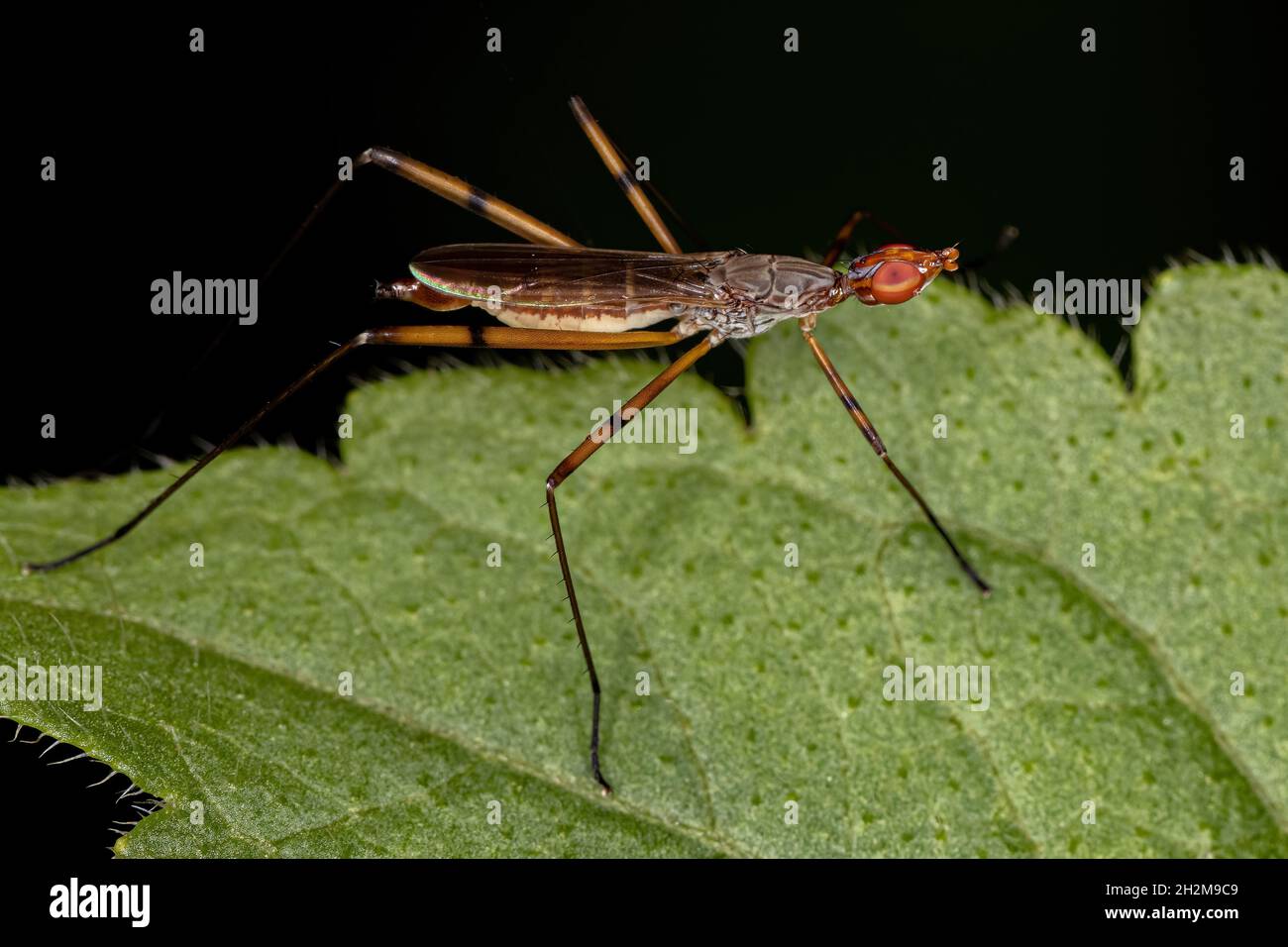 Adult Stilt-legged Fly of the Genus Micropeza Stock Photo - Alamy