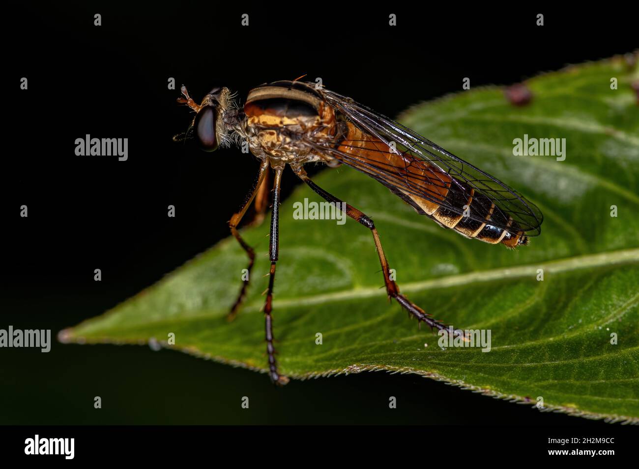 Adult Female Robber Fly of the Family Asilidae Stock Photo - Alamy