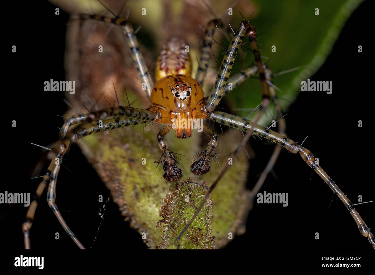 Adult lynx spider hi-res stock photography and images - Alamy