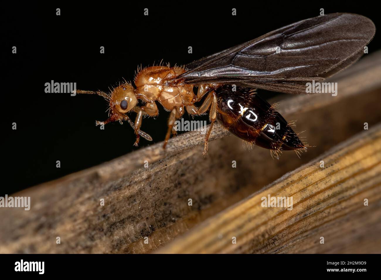 Adult Female Winged Cocktail Queen Ant of the Genus Crematogaster Stock ...