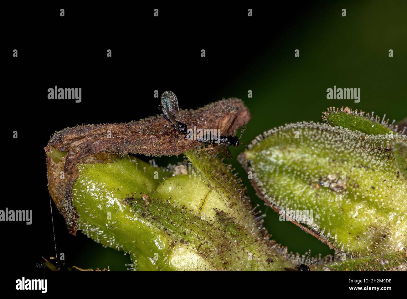Adult Braconid Wasps of the Family Braconidae Stock Photo - Alamy