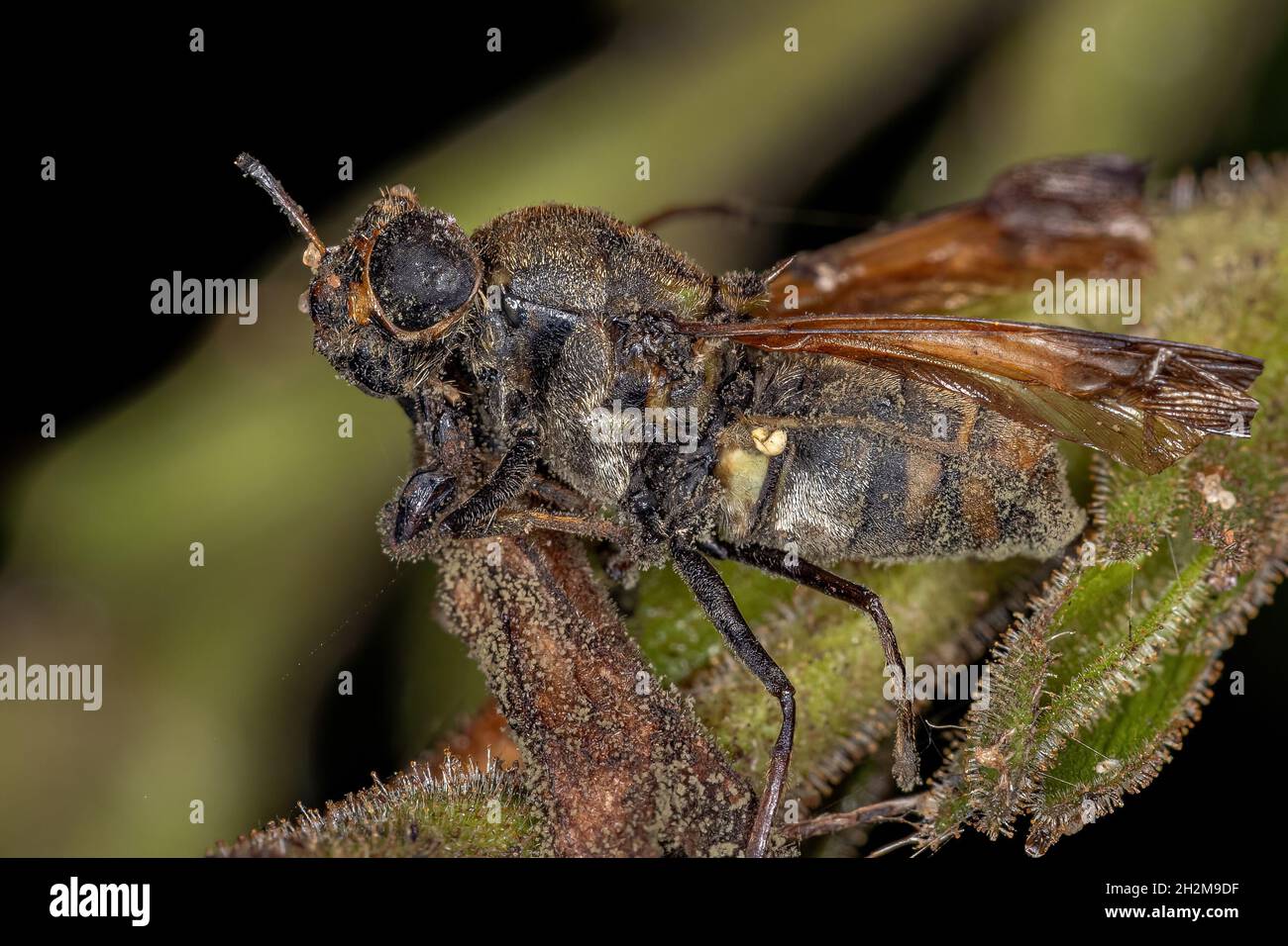 Yellow and black soldier fly hi-res stock photography and images - Alamy