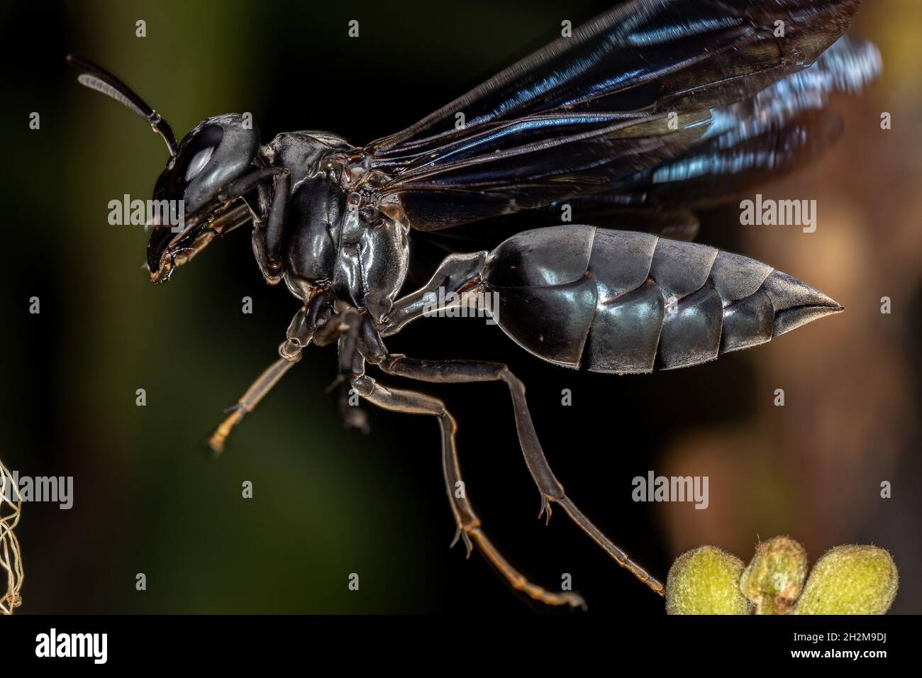 Adult Female Warrior Wasp of the Genus Synoeca Stock Photo - Alamy