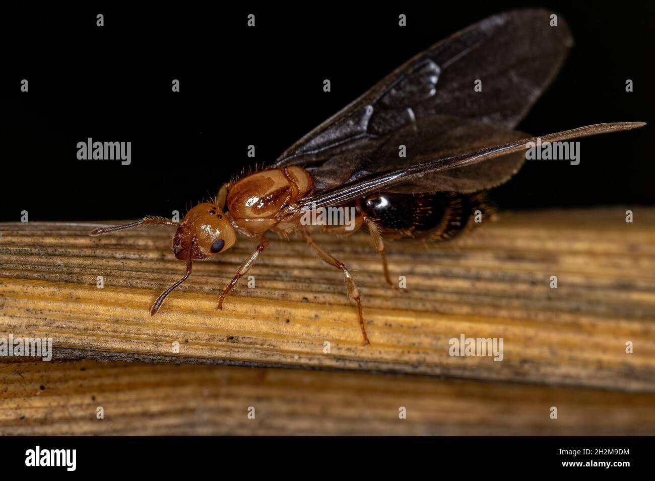 Adult Female Winged Cocktail Queen Ant of the Genus Crematogaster Stock ...