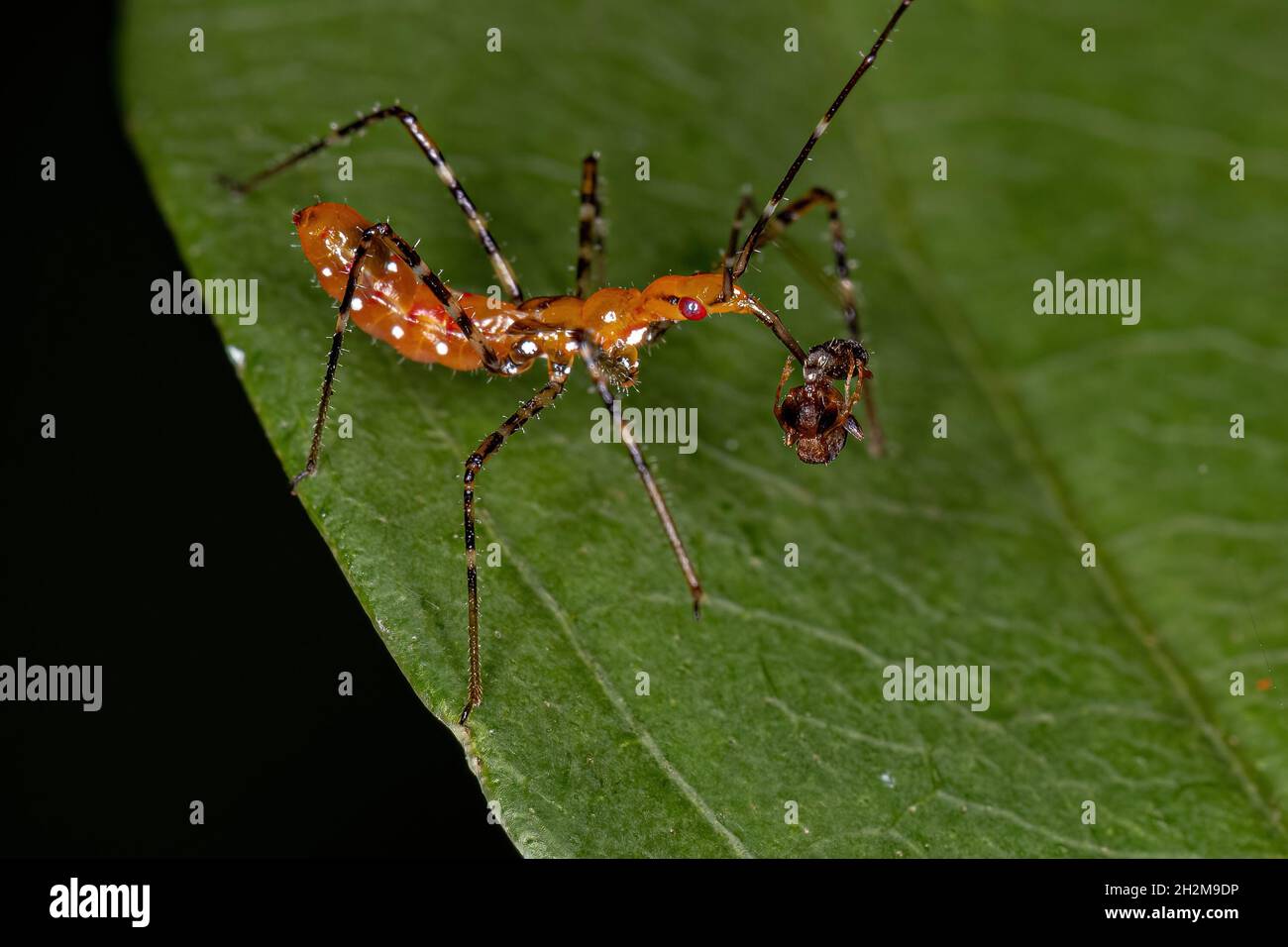 Assassin Bug Nymph of the Tribe Harpactorini preying on a Adult Twig ...