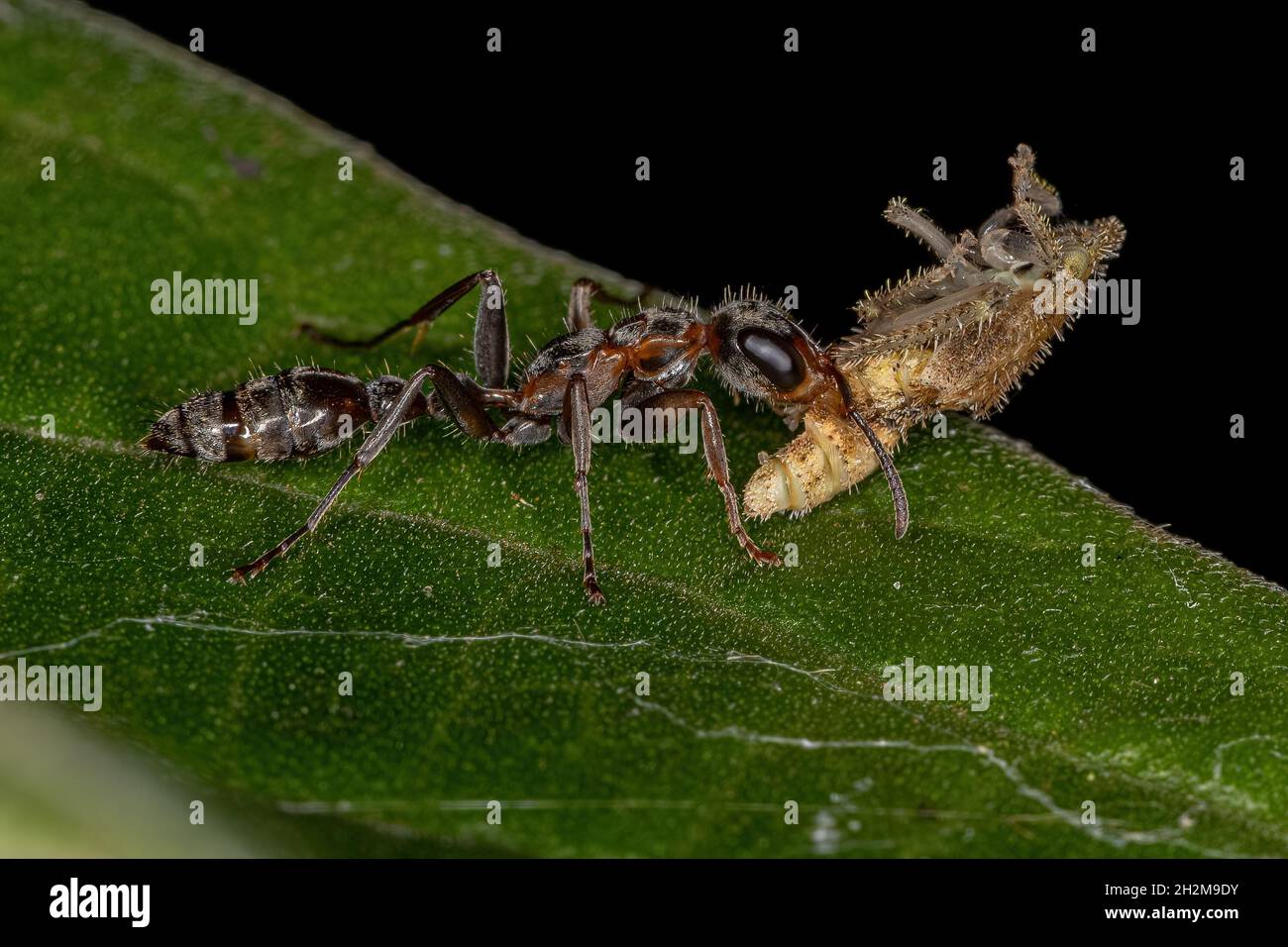 Adult Female Twig Ant of the Genus Pseudomyrmex preying on a Typical ...