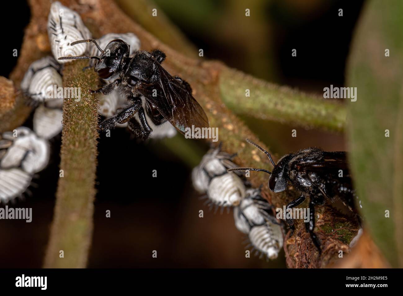 Adult Stingless Bee of the Tribe Meliponini interacting with Typical ...