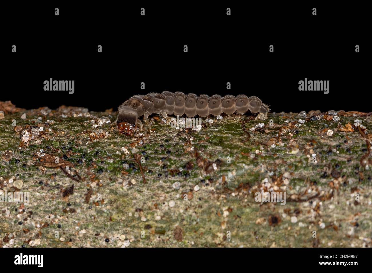 Small Soldier Beetle Larva of the Family Cantharidae Stock Photo - Alamy