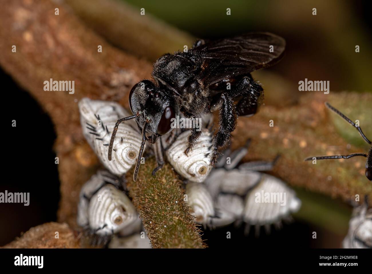 Adult Stingless Bee of the Tribe Meliponini interacting with Typical ...