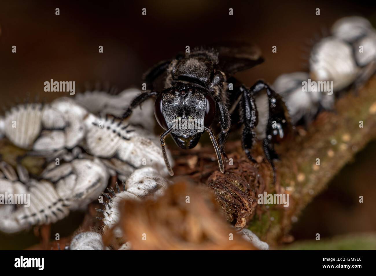 Adult Stingless Bee of the Tribe Meliponini interacting with Typical ...
