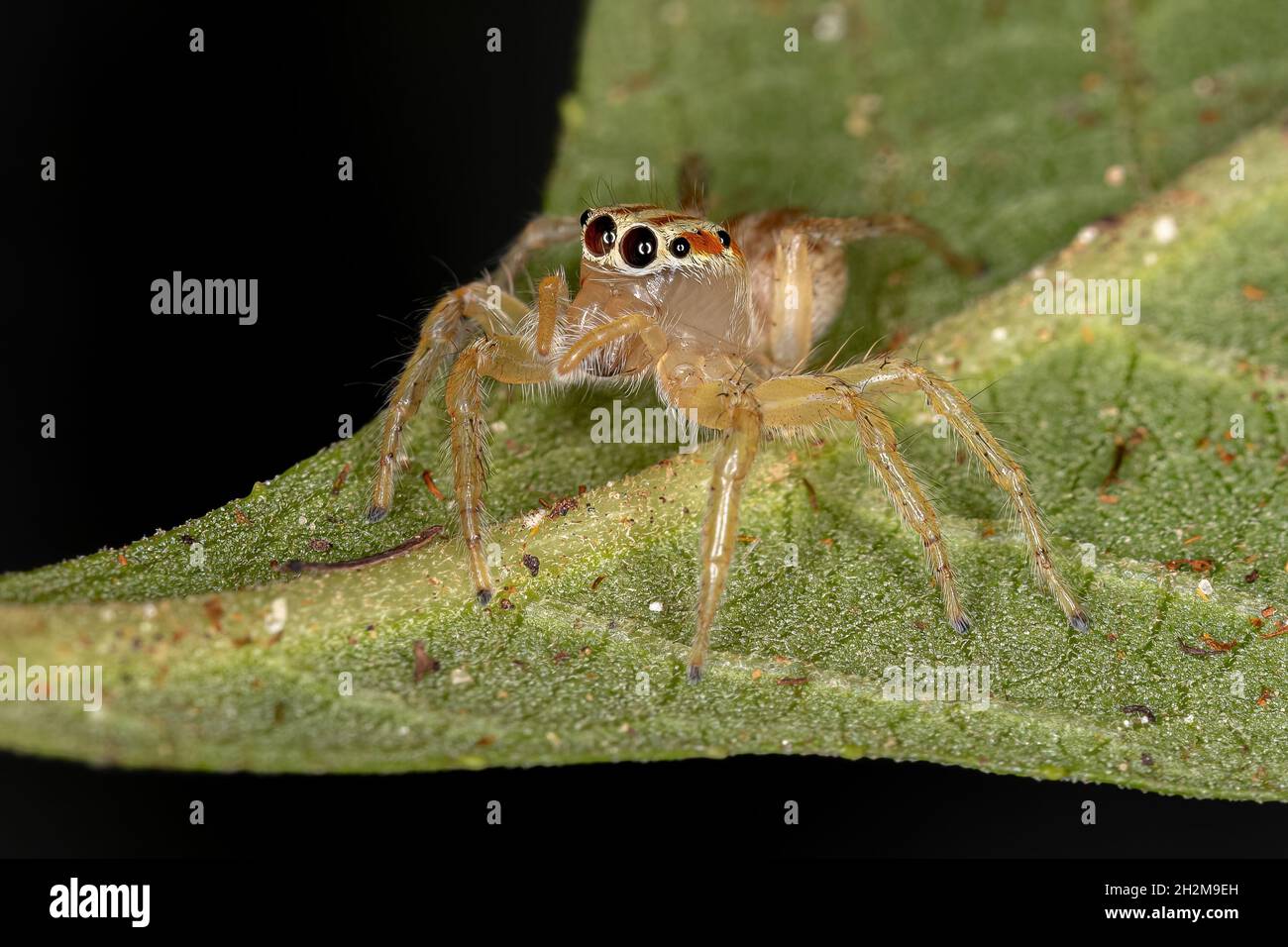 Small Jumping Spider of the Genus Chira Stock Photo - Alamy