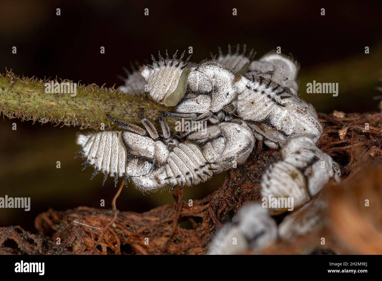 Typical Treehoppers nymphs of the Family Membracidae Stock Photo - Alamy